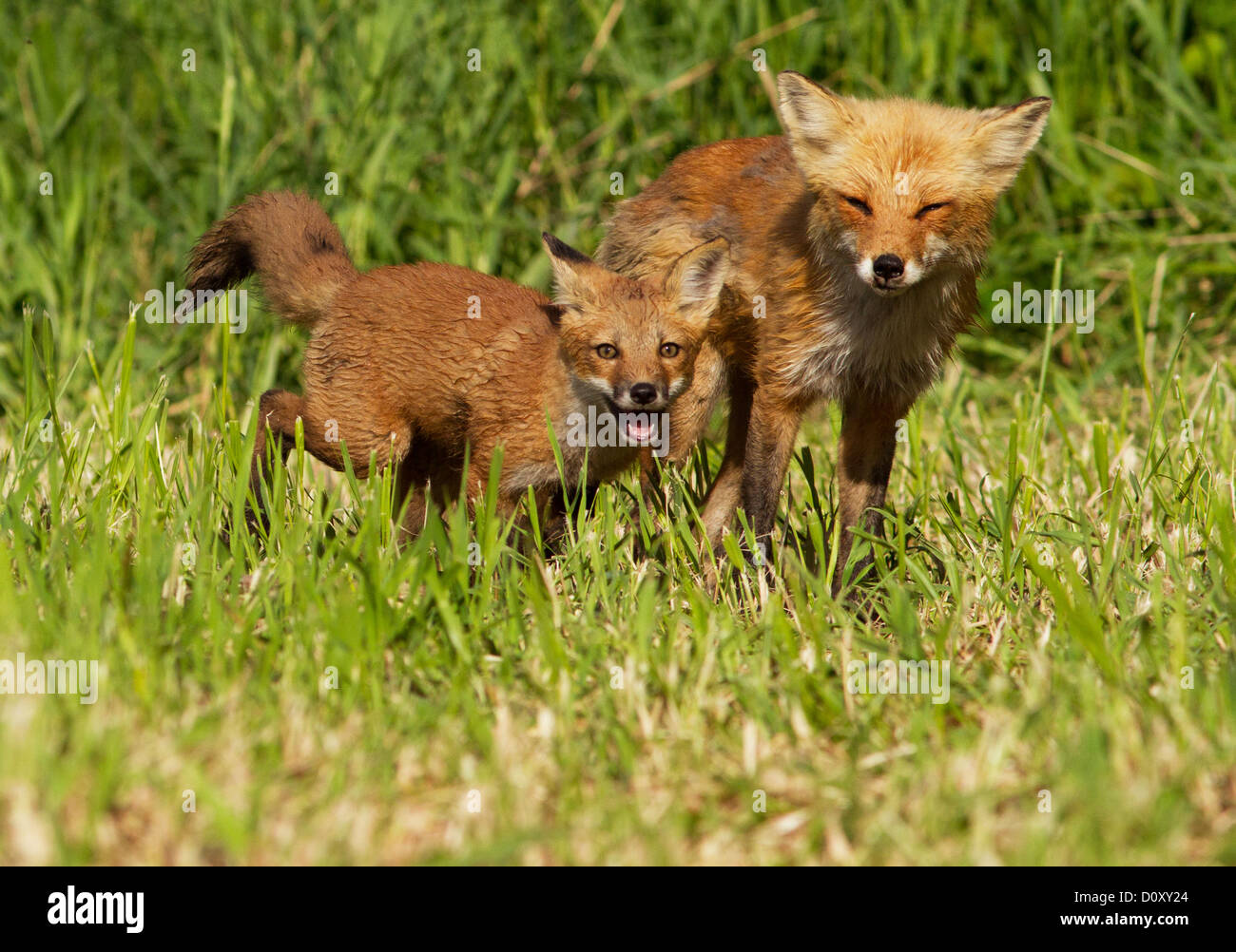 Fox playing in grass hi-res stock photography and images - Alamy