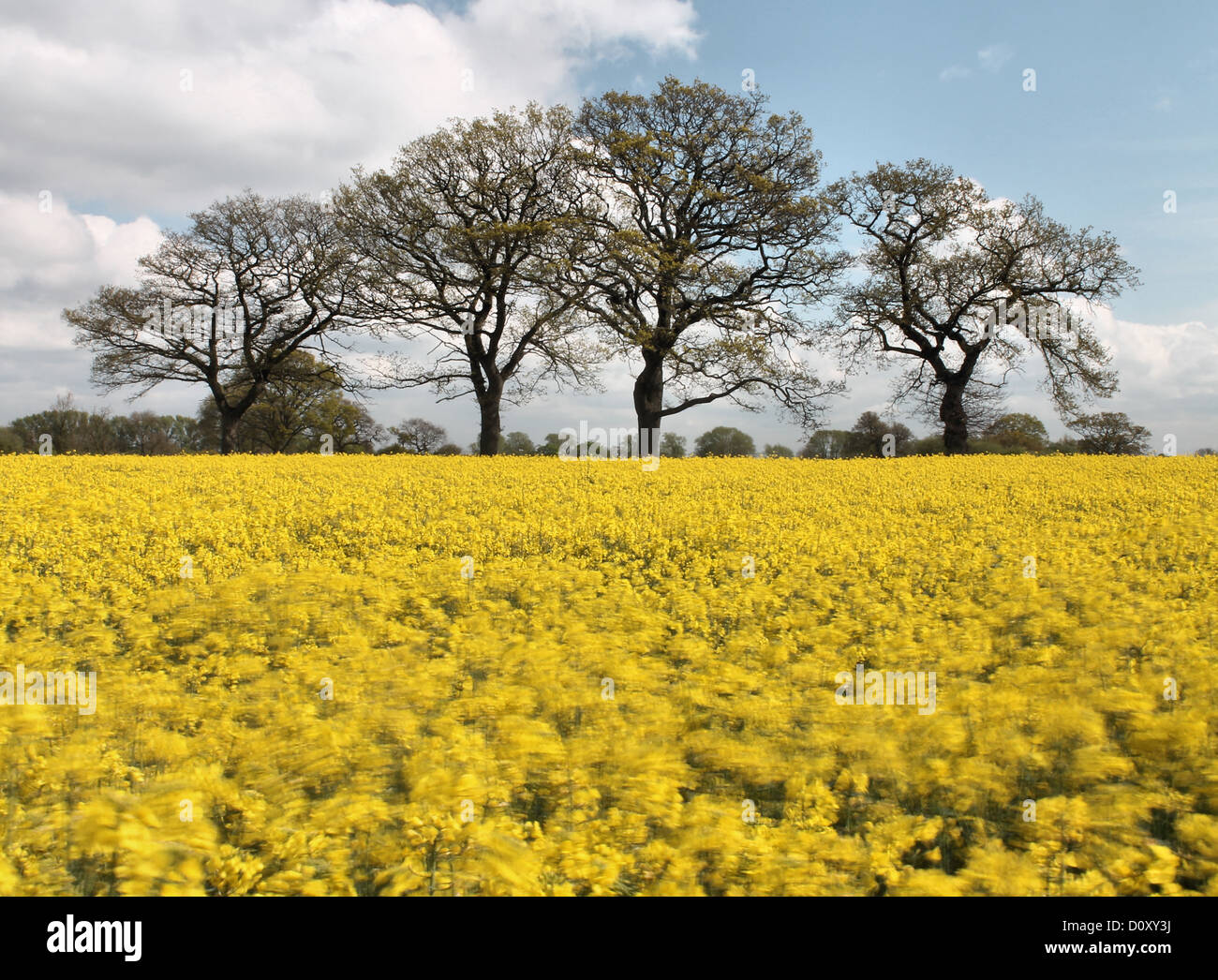 Rapeseed field and group of trees Stock Photo - Alamy