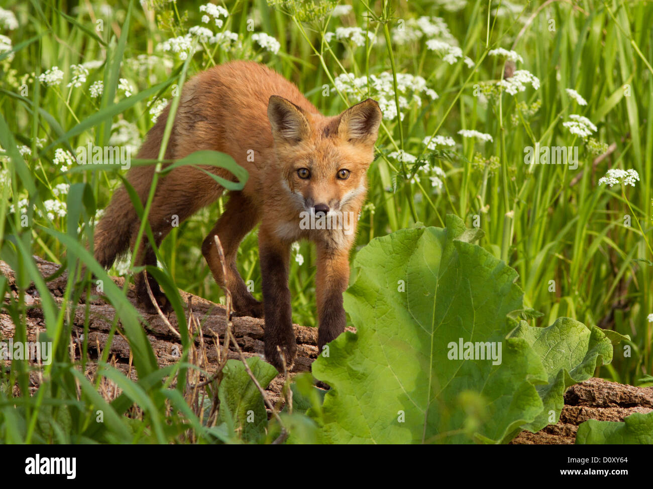 Red fox puppy in spring Stock Photo - Alamy