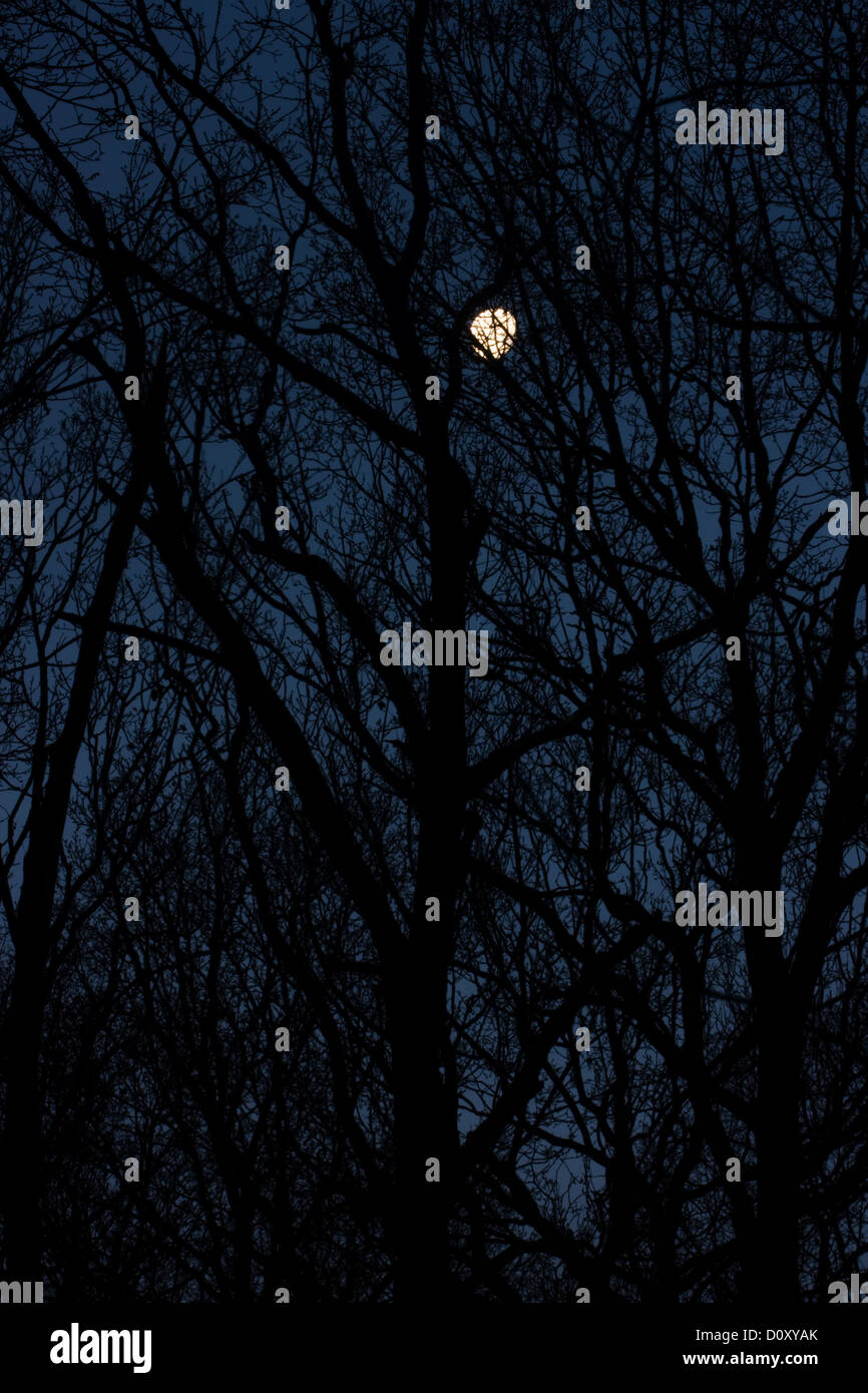 Moonlight Through Trees High Resolution Stock Photography and Images ...