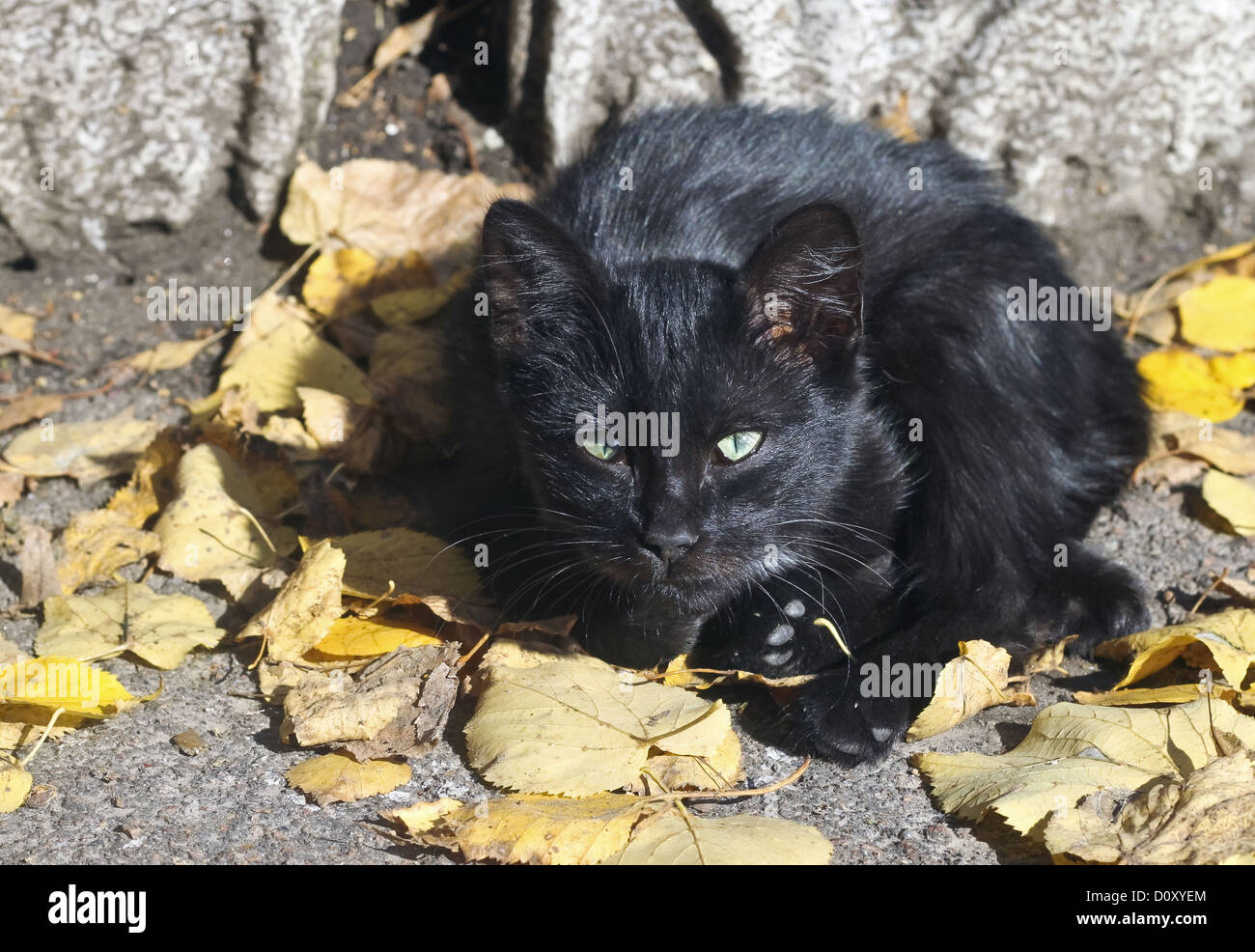 Cat basking hi-res stock photography and images - Alamy