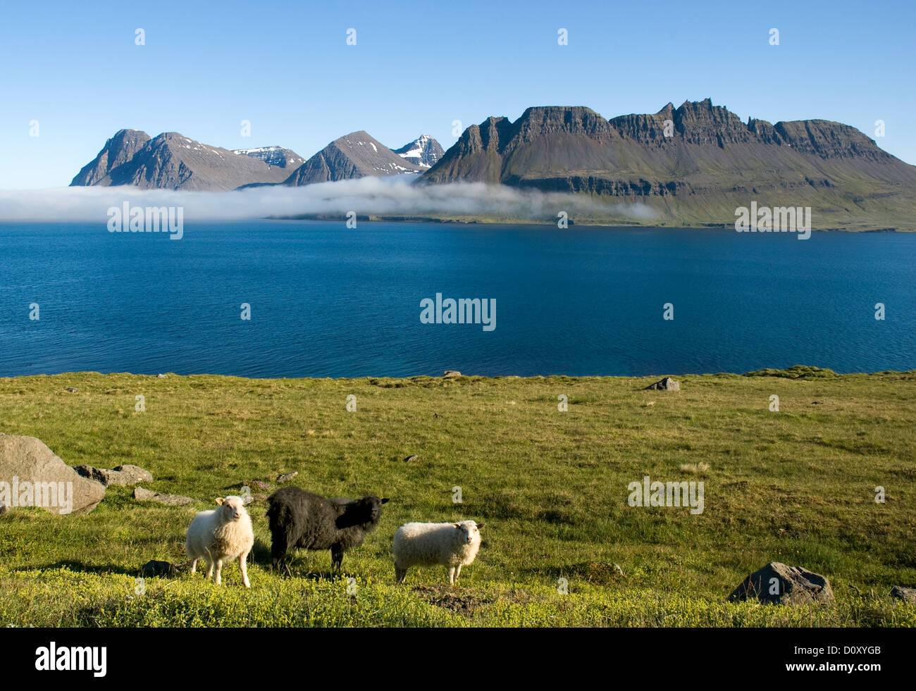 Reykjarfjodur, on the Strandir coast, Iceland Stock Photo - Alamy