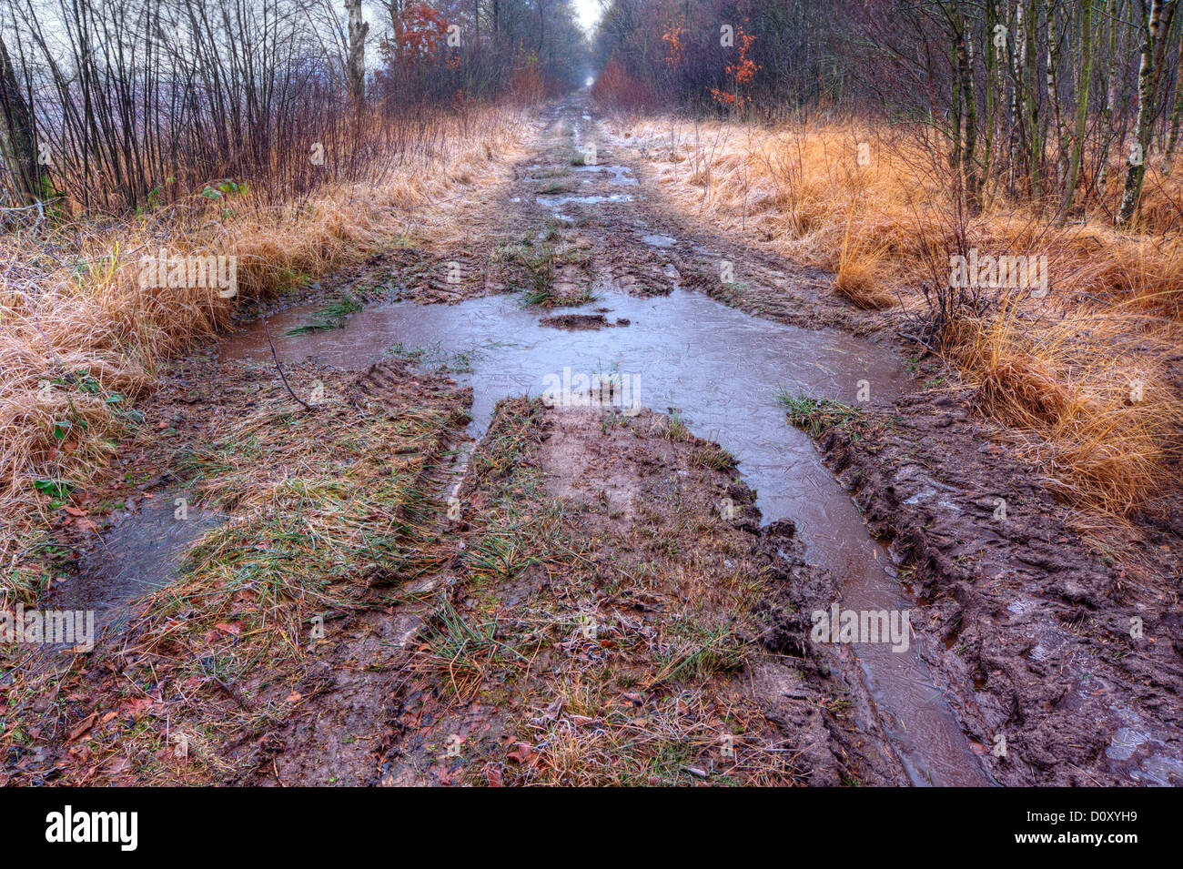 Muddy path with puddles Stock Photo - Alamy