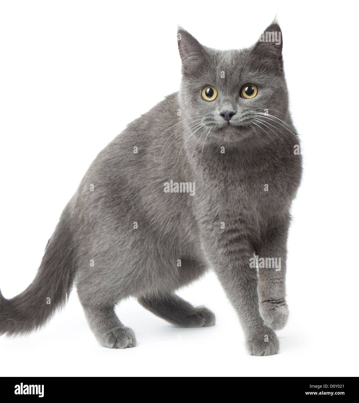 Russian blue breed hi-res stock photography and images - Alamy