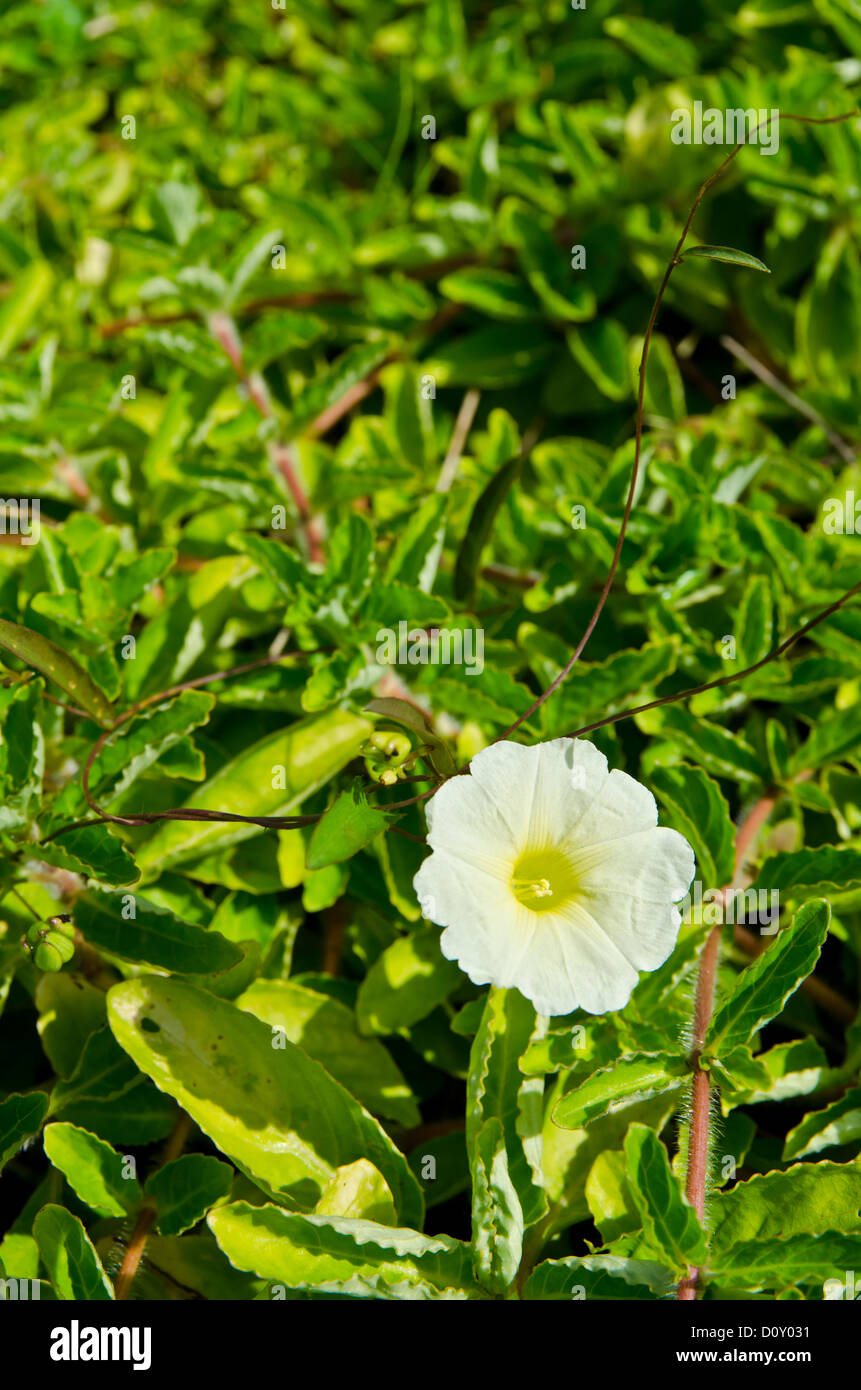 Single flower blossom Stock Photo - Alamy