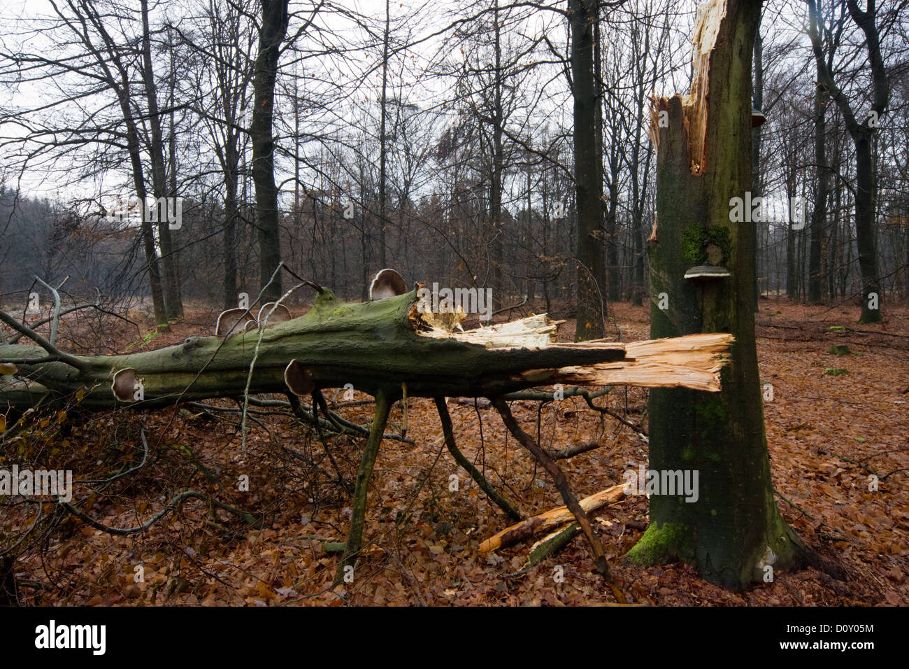 Rotten tree hi-res stock photography and images - Alamy