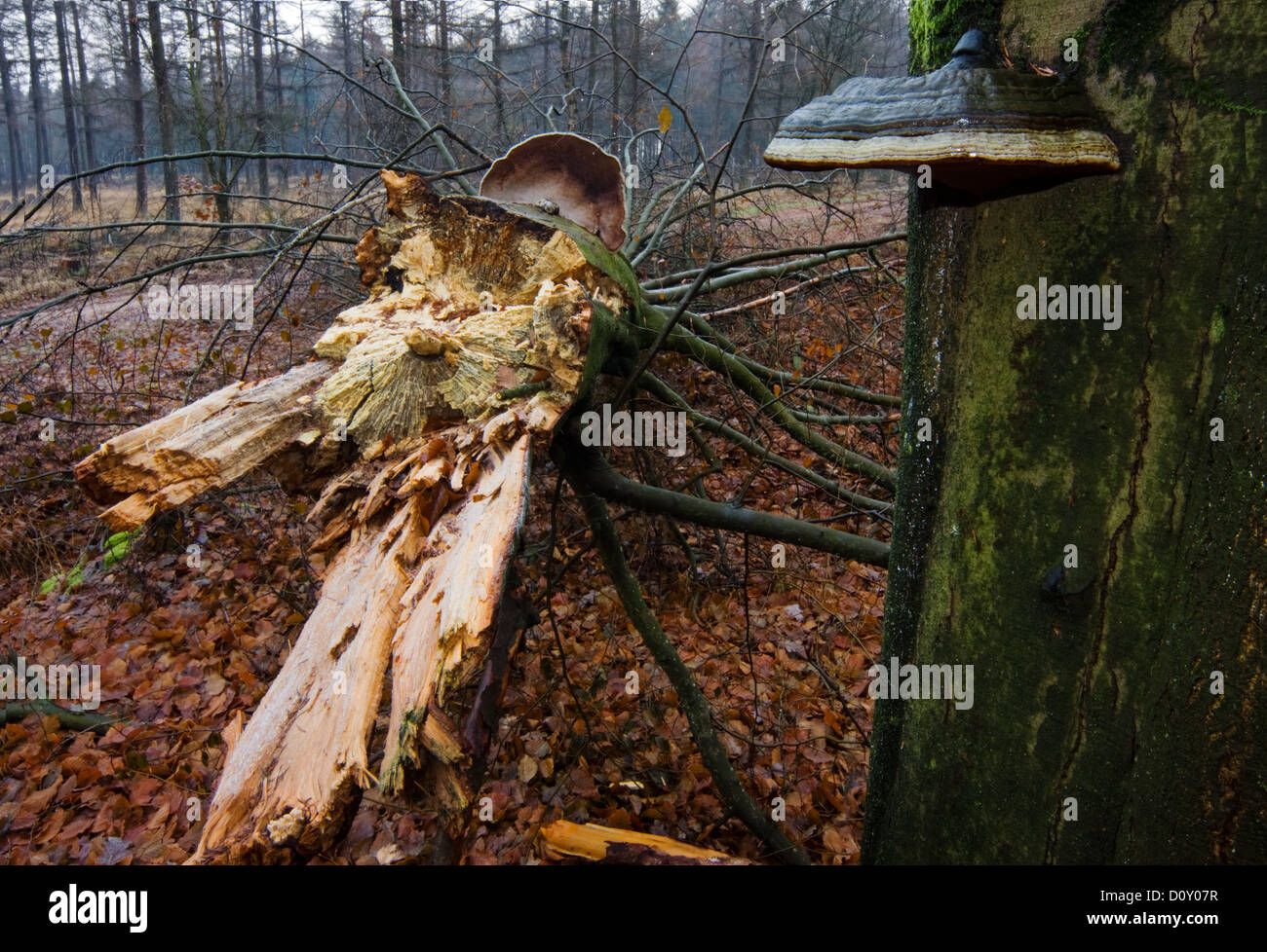 Rotten tree, infected by Tinder fungus, broken down by storm Stock ...