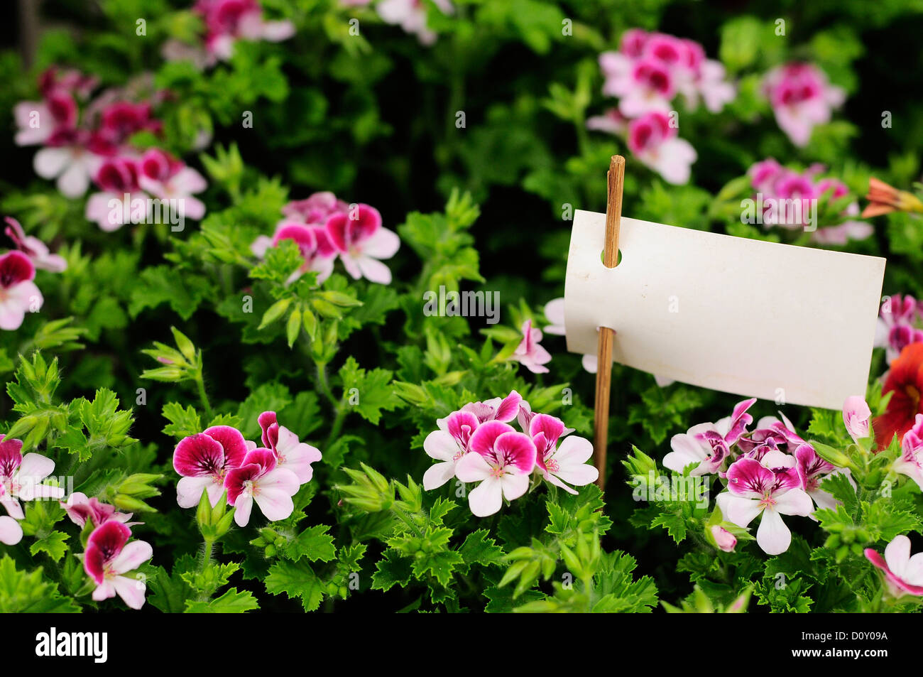 Plant tag hi-res stock photography and images - Alamy