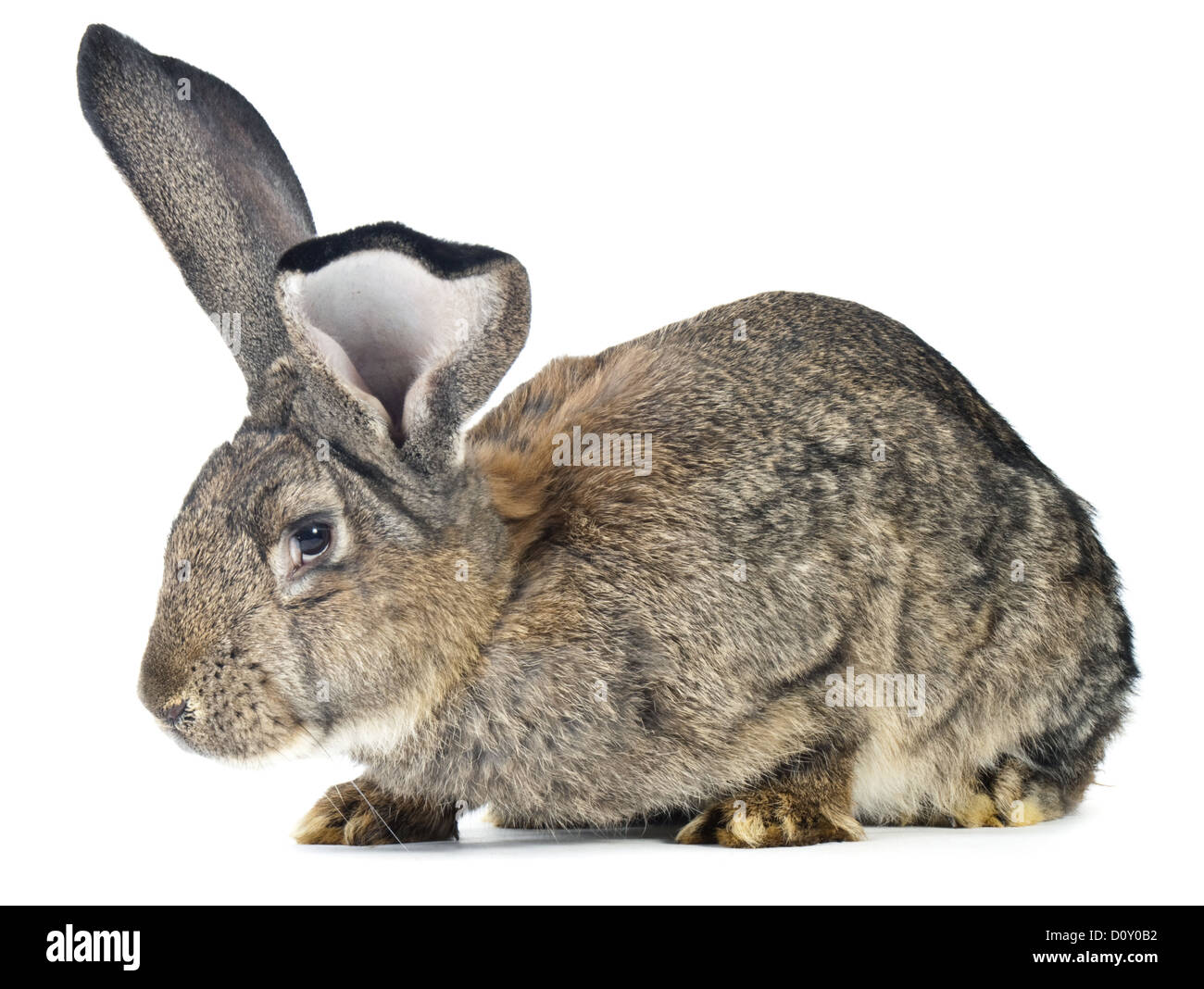 Big white rabbit hi-res stock photography and images - Alamy