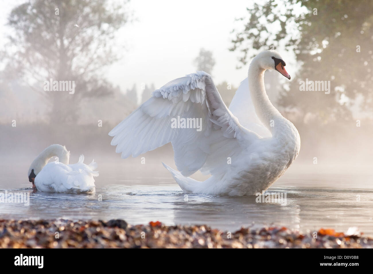 Dead swans hi-res stock photography and images - Alamy