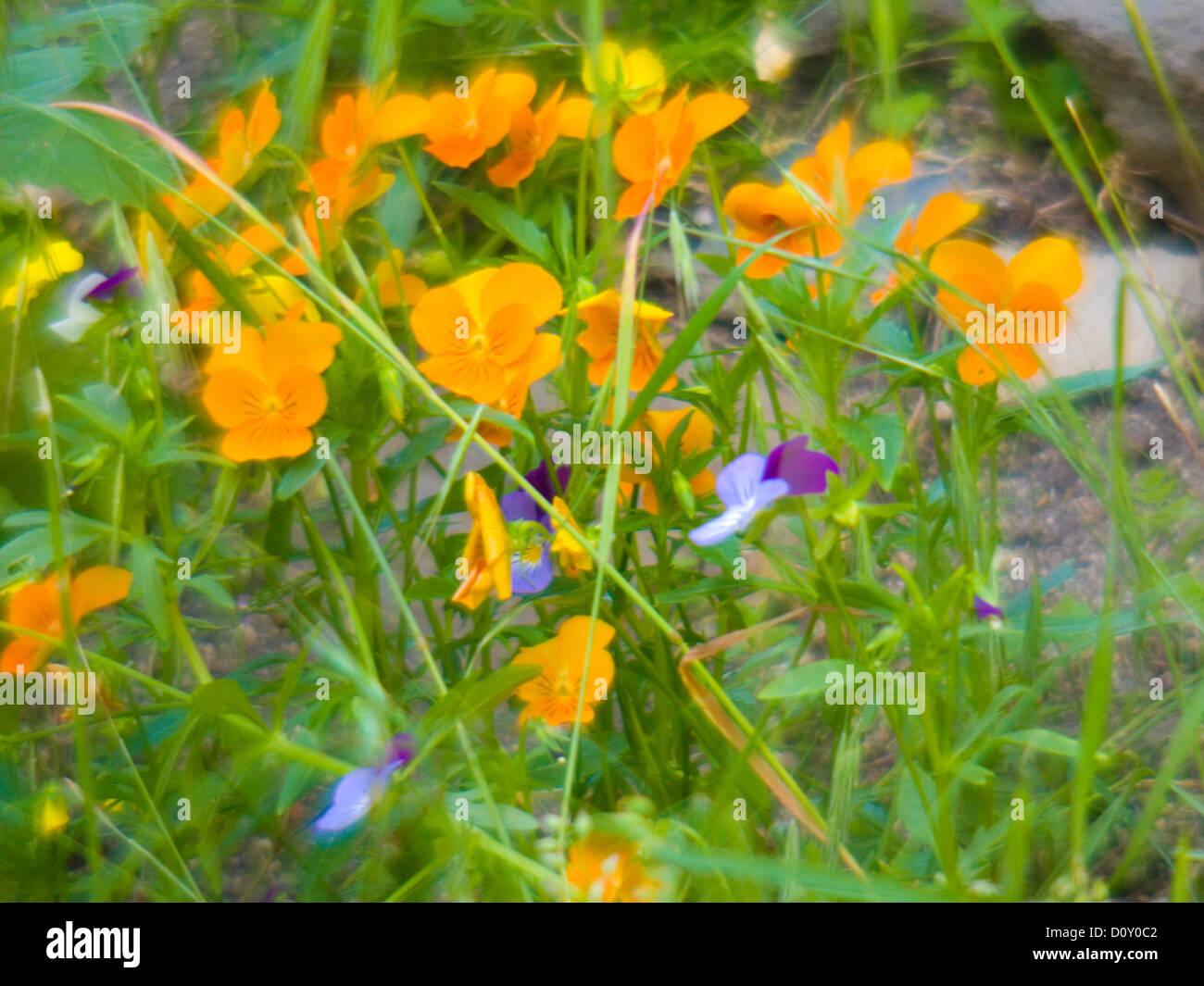 Pensee flower hi-res stock photography and images - Alamy