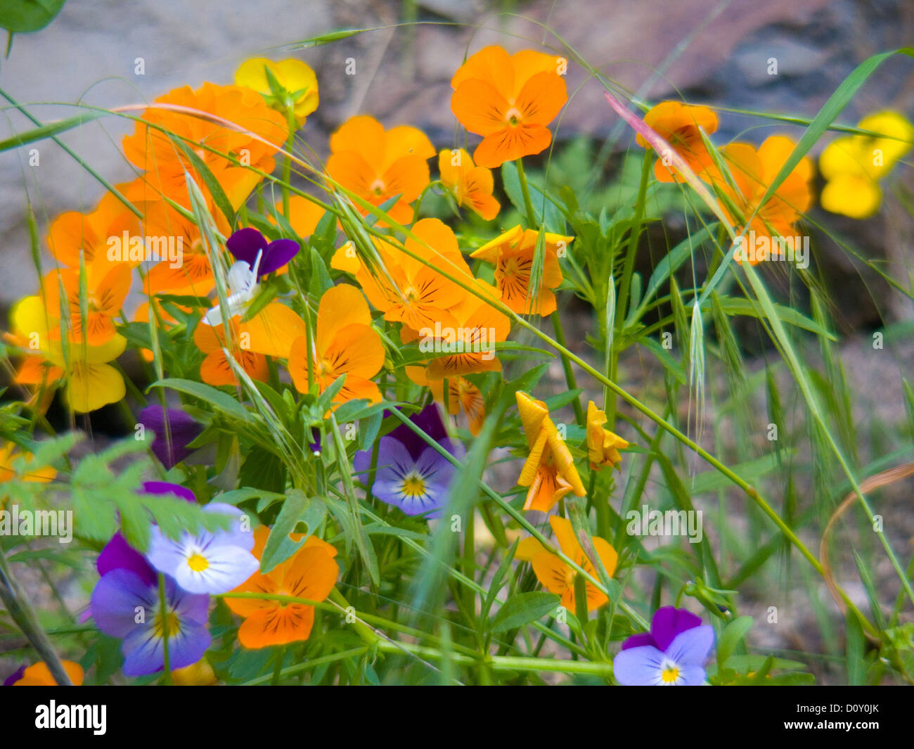 Pensee flower hi-res stock photography and images - Alamy