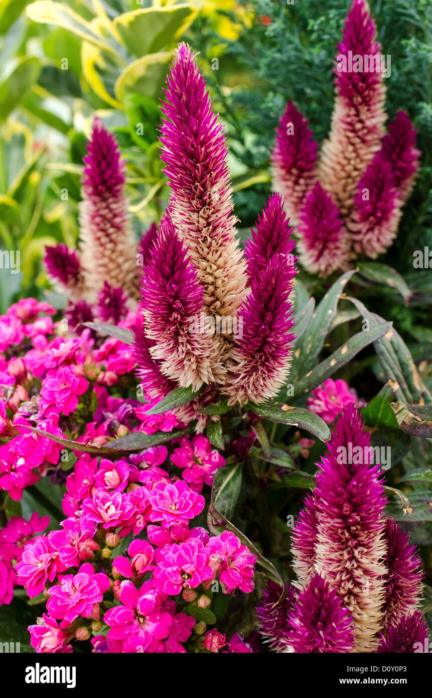 Fuschia High Resolution Stock Photography and Images - Alamy