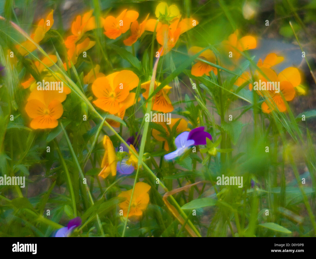 Pensee flower hi-res stock photography and images - Alamy