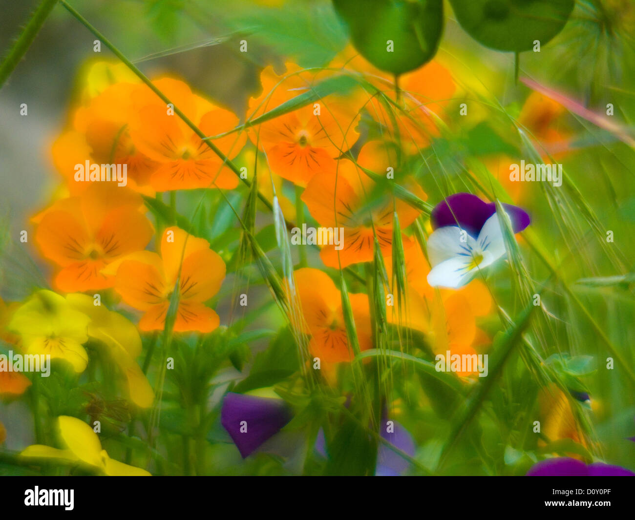 Pensee flower hi-res stock photography and images - Alamy