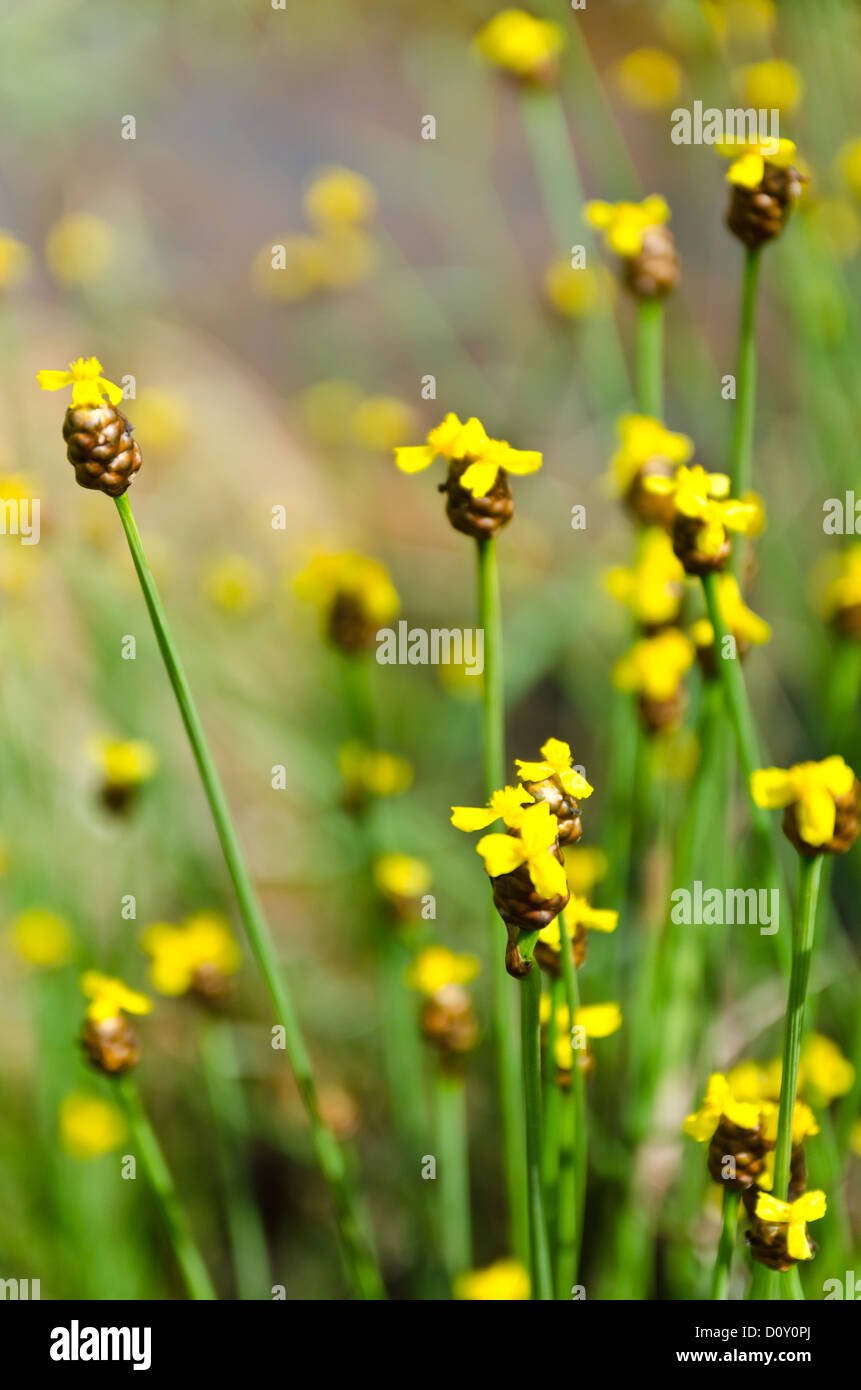 Yellow flower blossom Stock Photo - Alamy