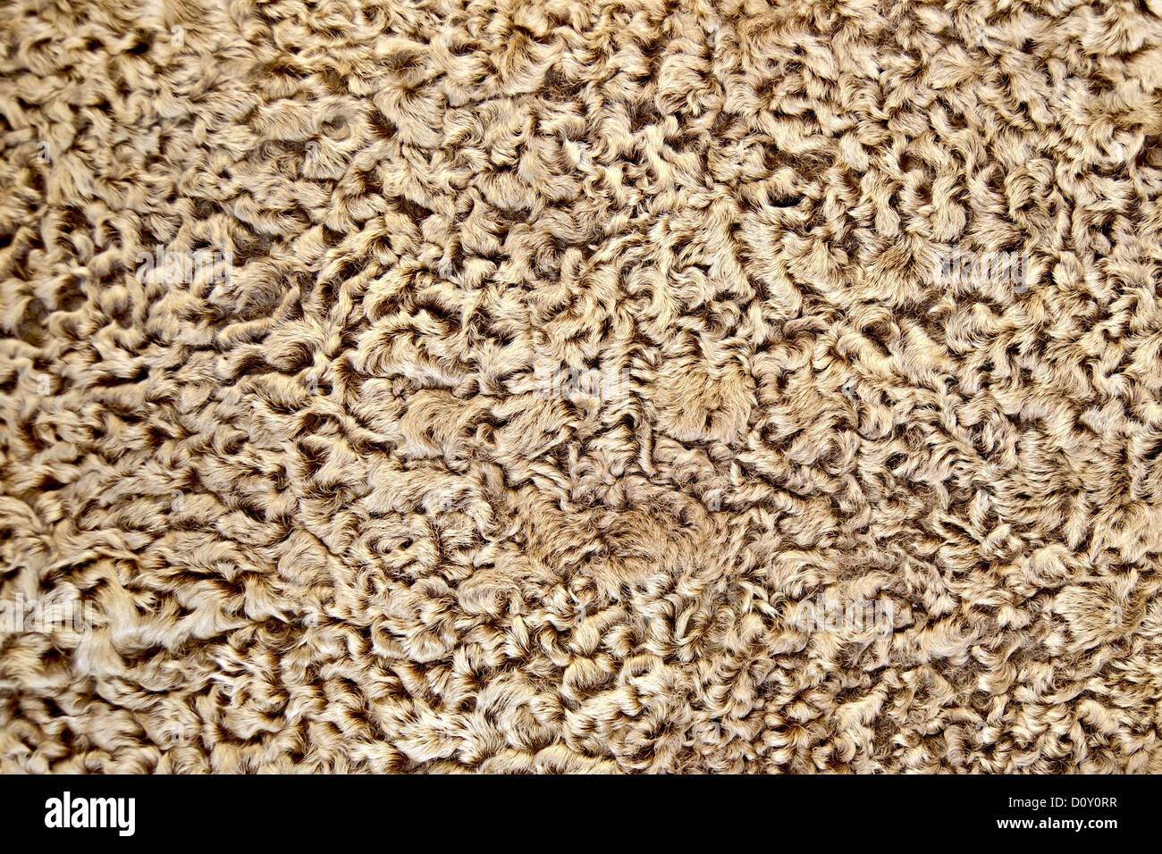 Astrakhan coat hi-res stock photography and images - Alamy