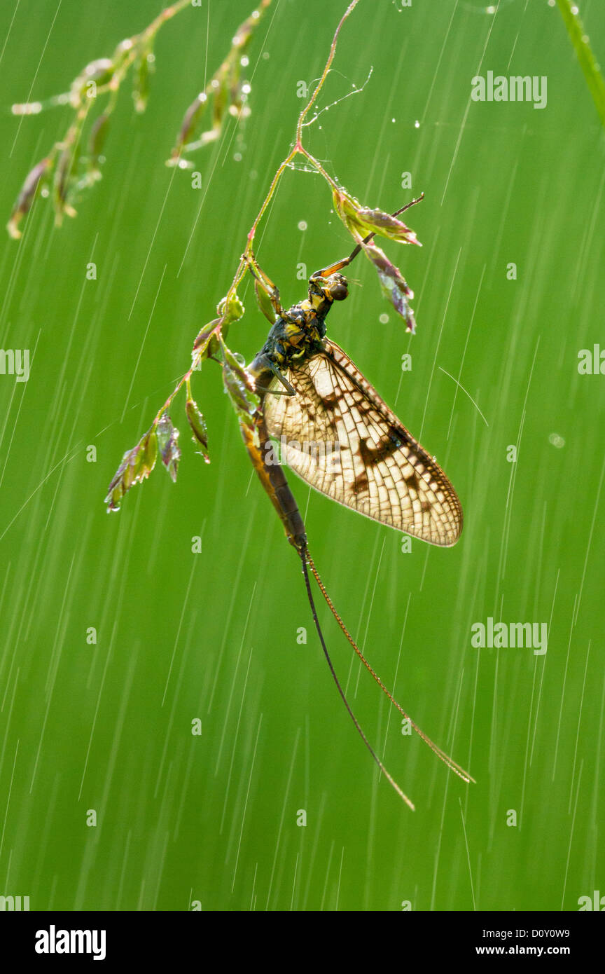Mayfly on a green background in the heavy rain Stock Photo - Alamy