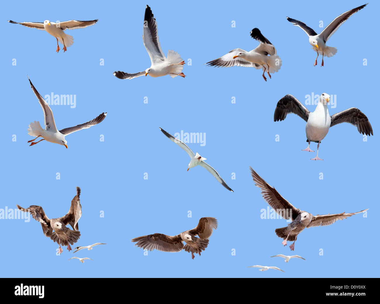 Set of flying seagulls Stock Photo - Alamy