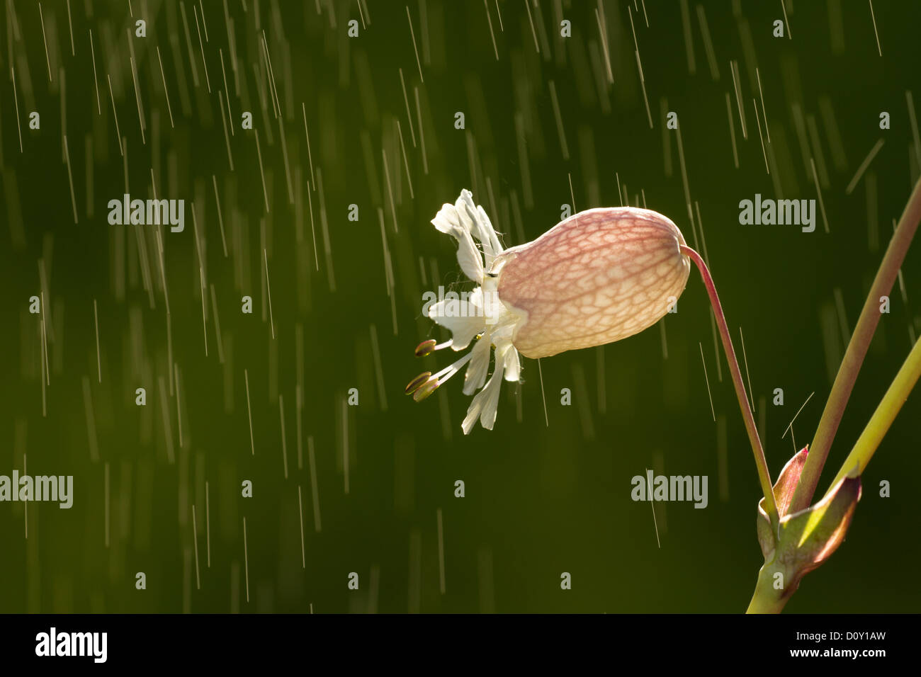 White flower in the rain on the green background Stock Photo - Alamy