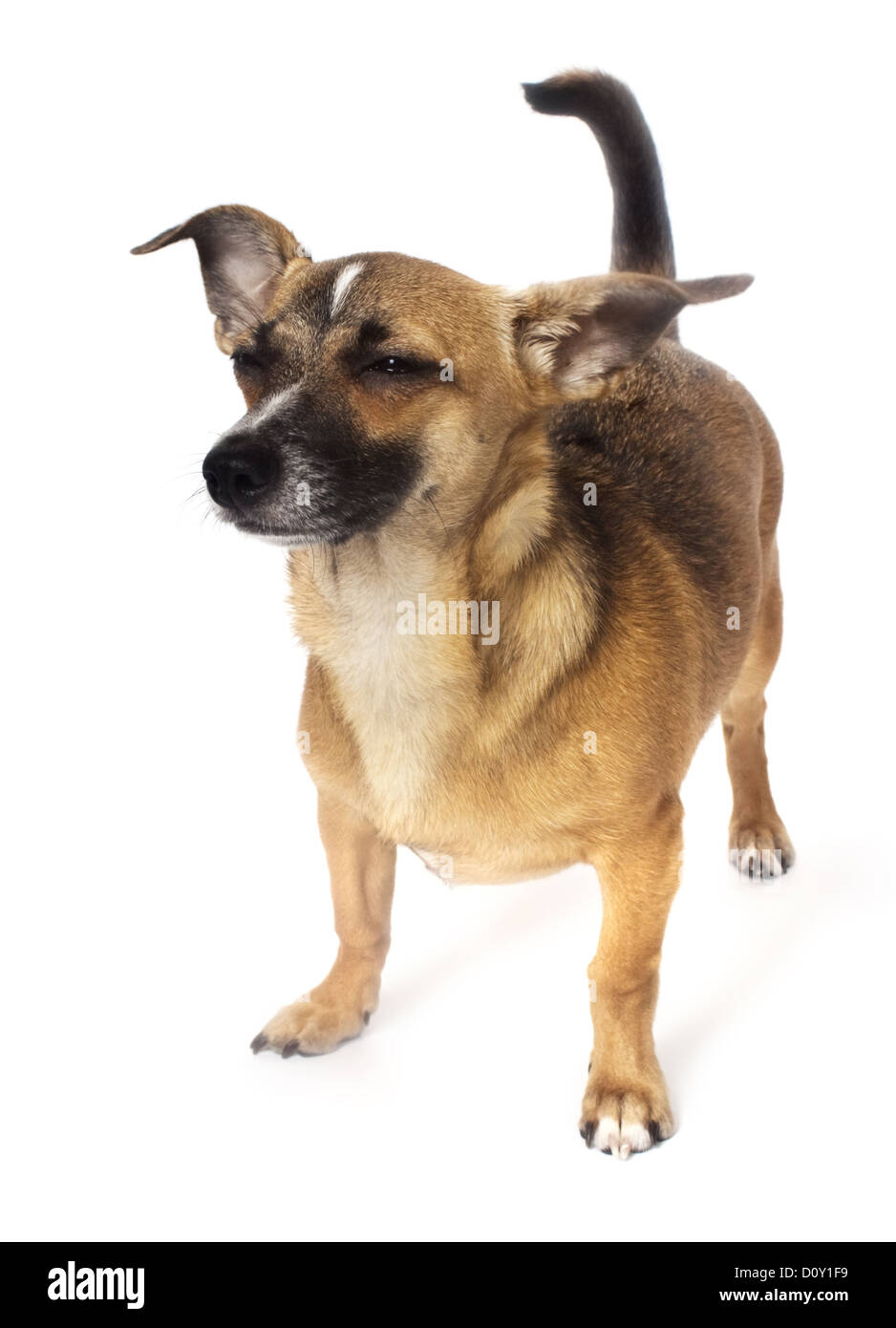 Dog mutt hi-res stock photography and images - Alamy