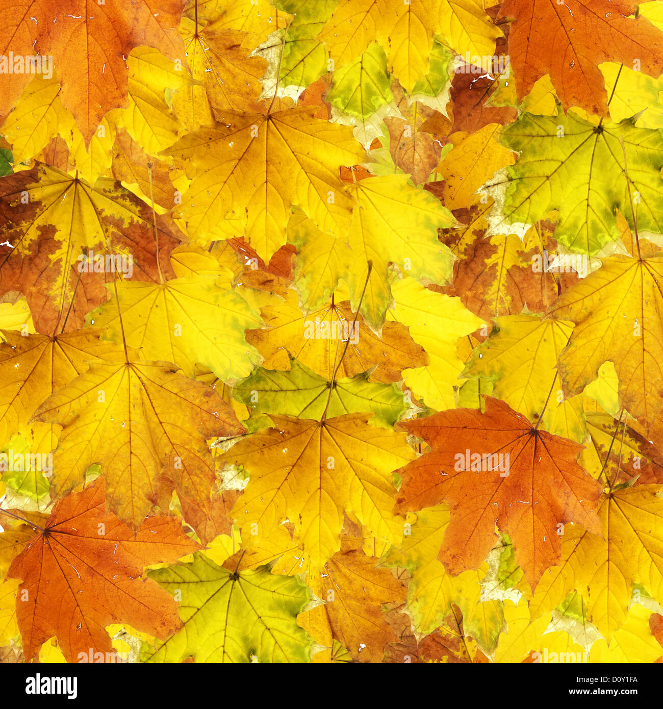 Pile of dried leaves hi-res stock photography and images - Alamy