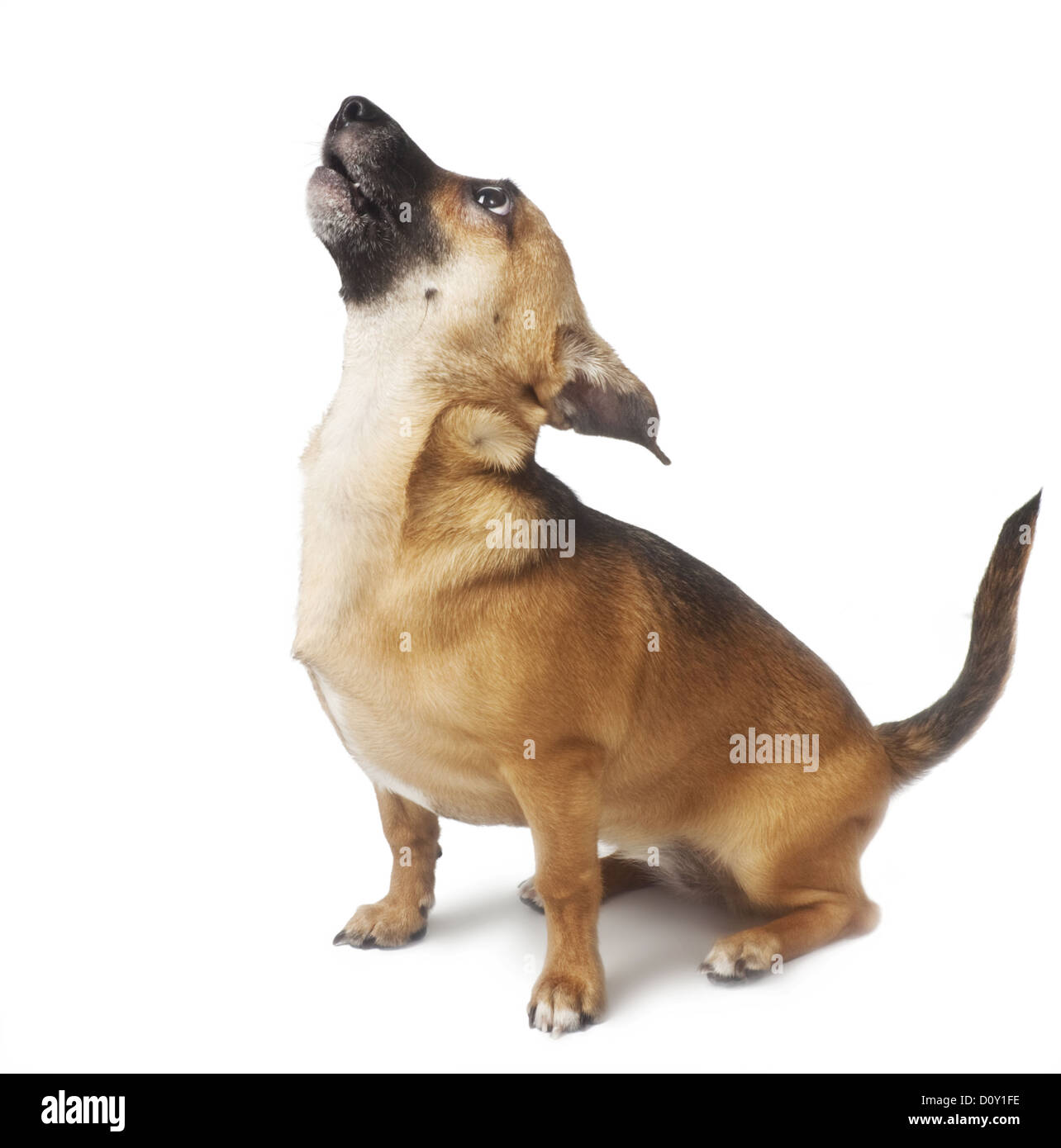 Small dog hi-res stock photography and images - Alamy