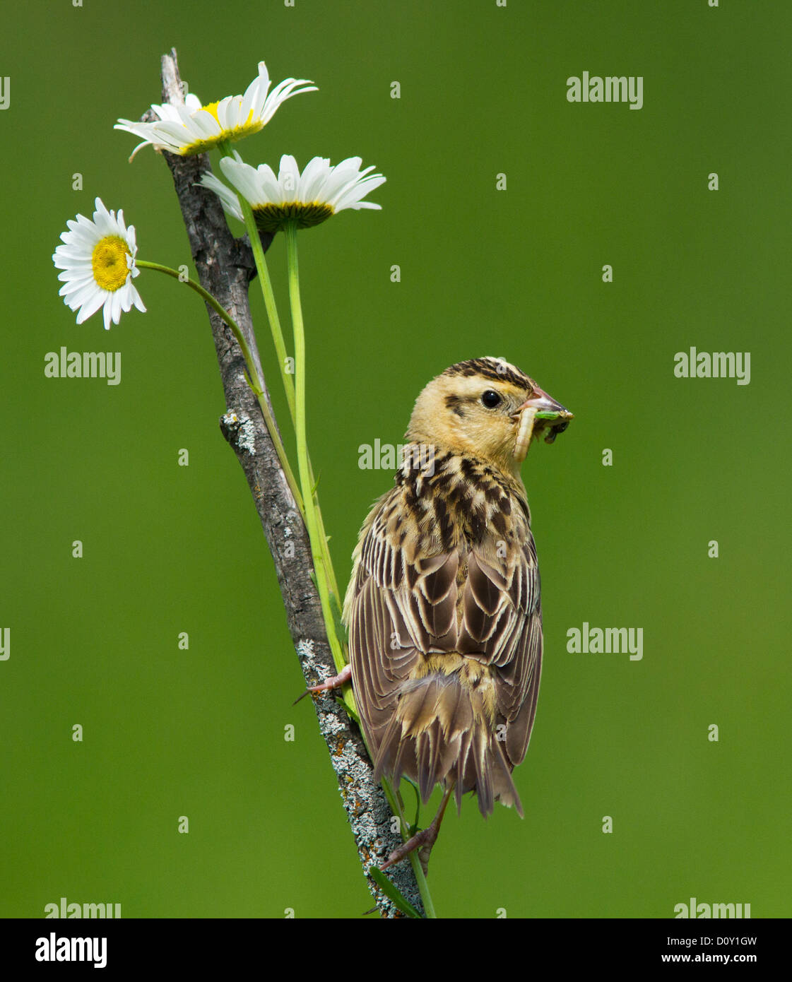 Female bobolink hi-res stock photography and images - Alamy
