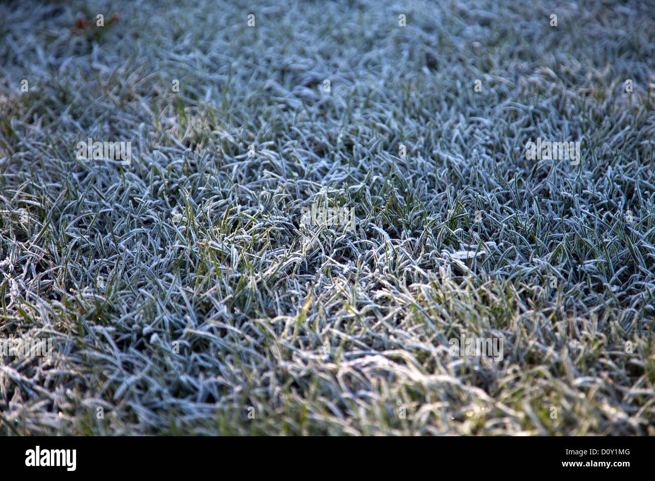 Frost on Lawn Stock Photo - Alamy