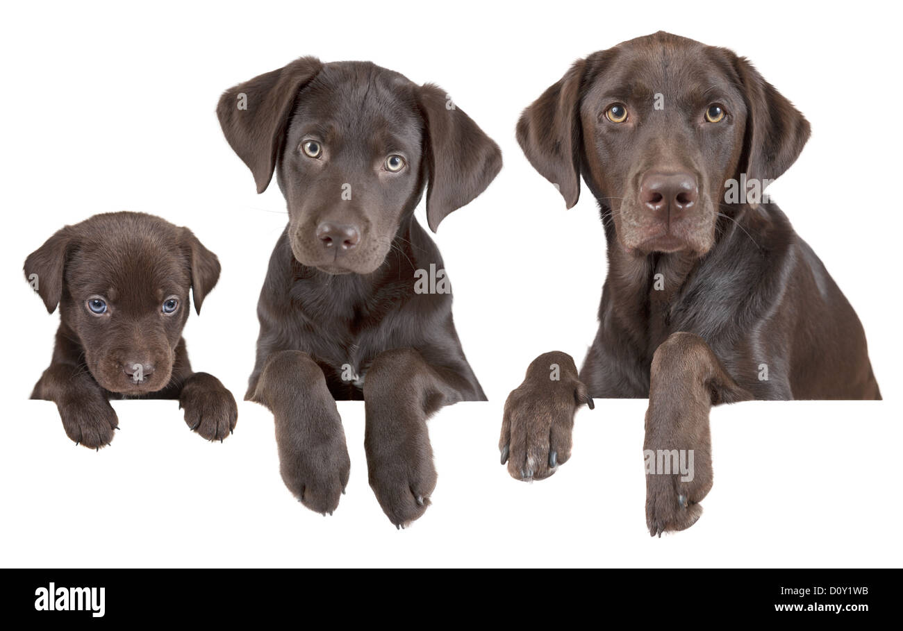 Dog's life growing stages (from puppy to adulthood Stock Photo - Alamy