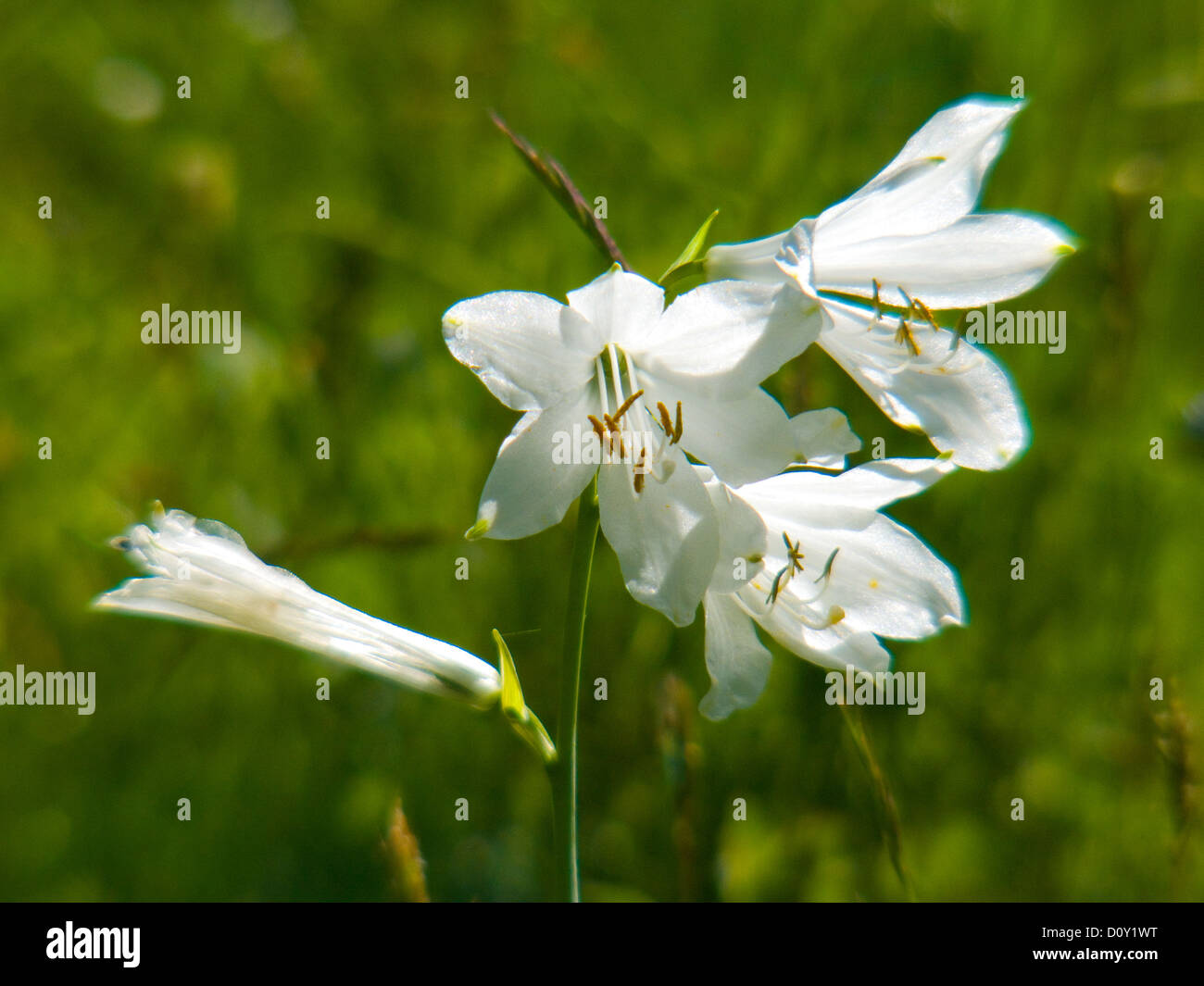 Lis blanc hi-res stock photography and images - Alamy