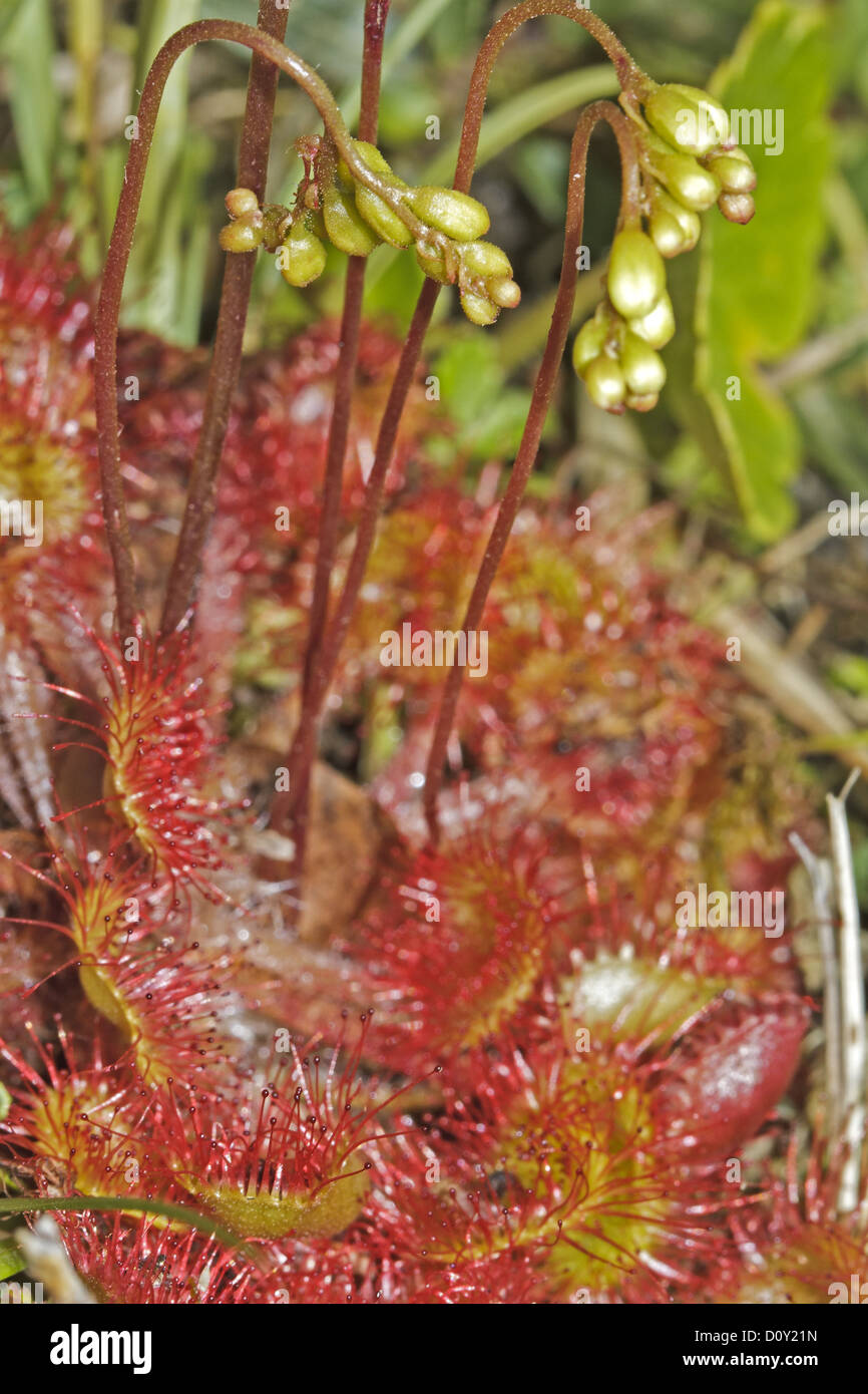 Sundew plant uk hi-res stock photography and images - Alamy