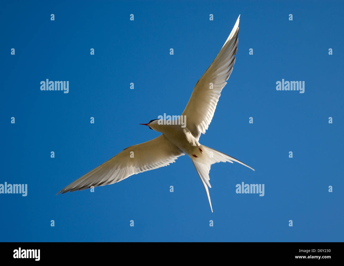 Arctic tern in flight Stock Photo - Alamy