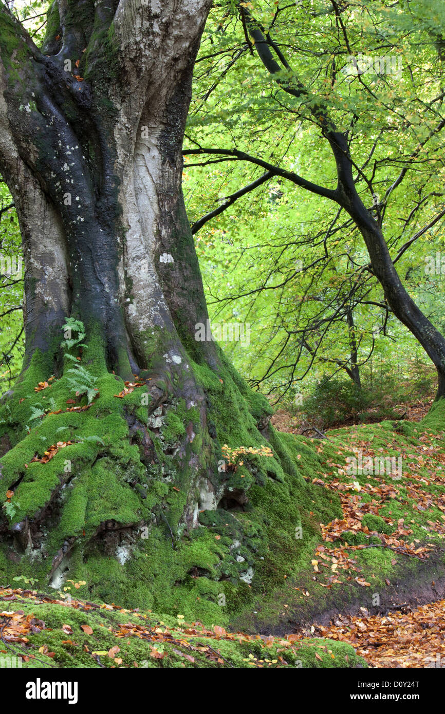 Earth bank hi-res stock photography and images - Alamy