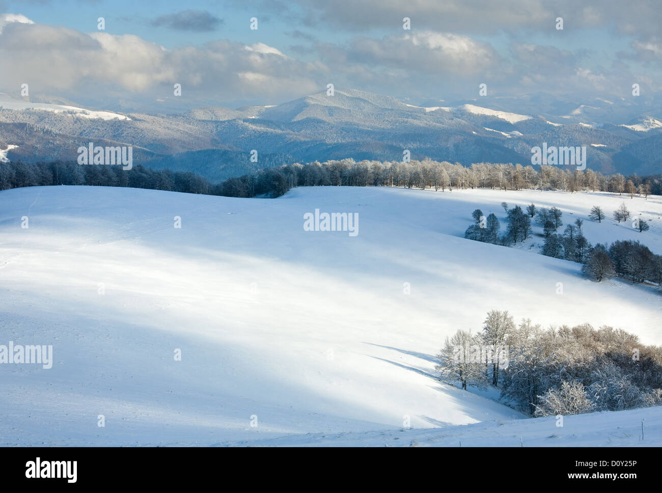 First winter snow and mountain beech forest Stock Photo - Alamy