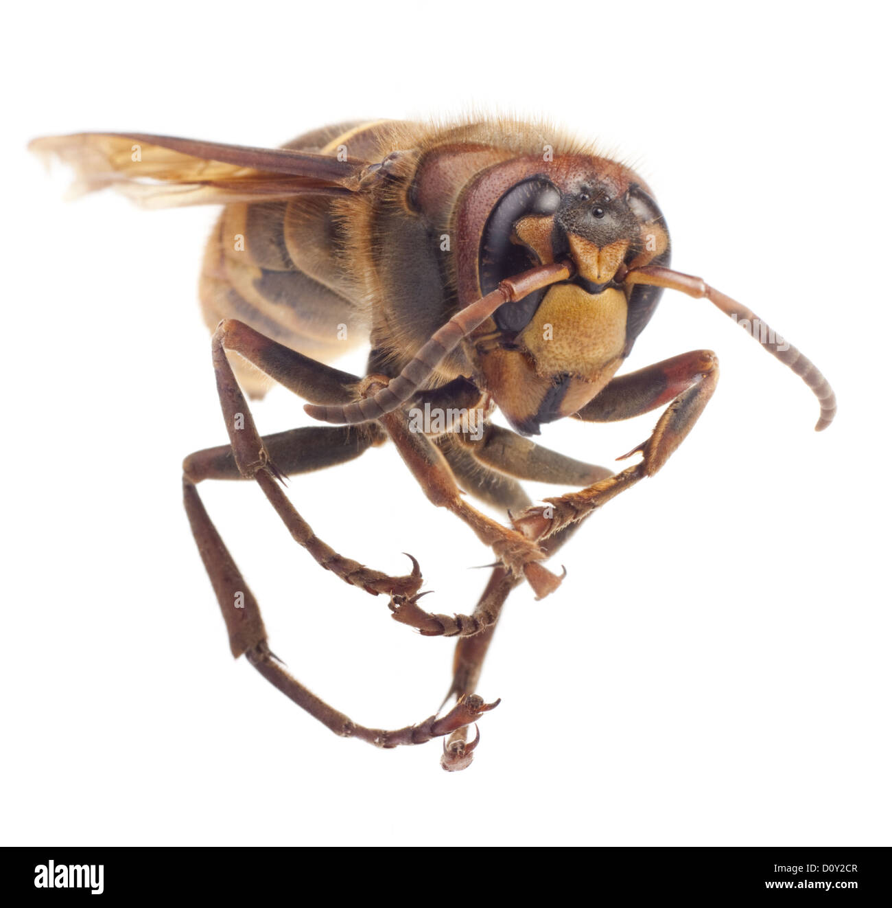 Hornet insect hi-res stock photography and images - Alamy