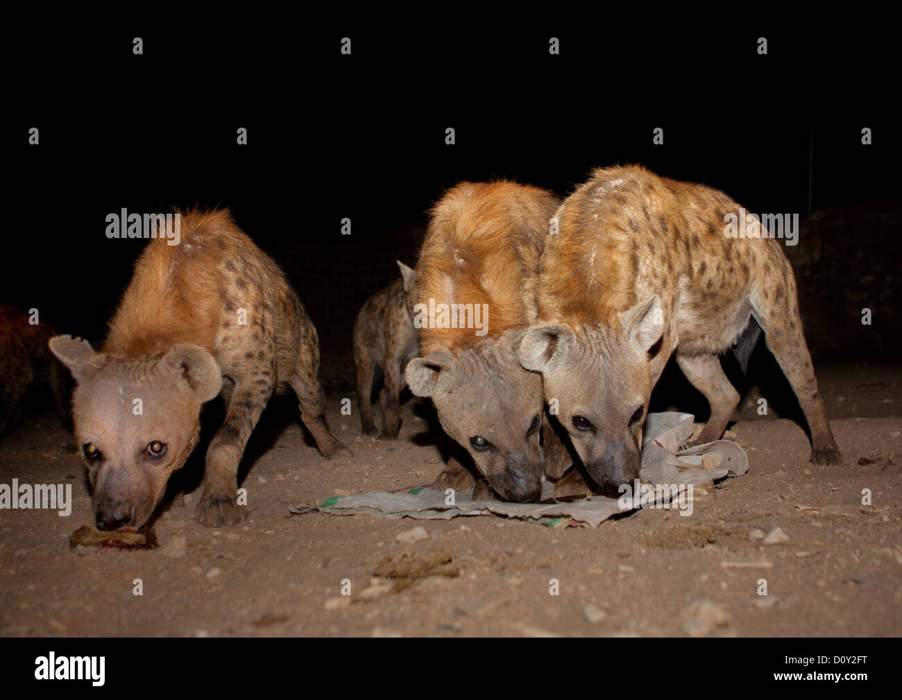 Feeding Hyenas At Night In Harar, Ethiopia Stock Photo - Alamy