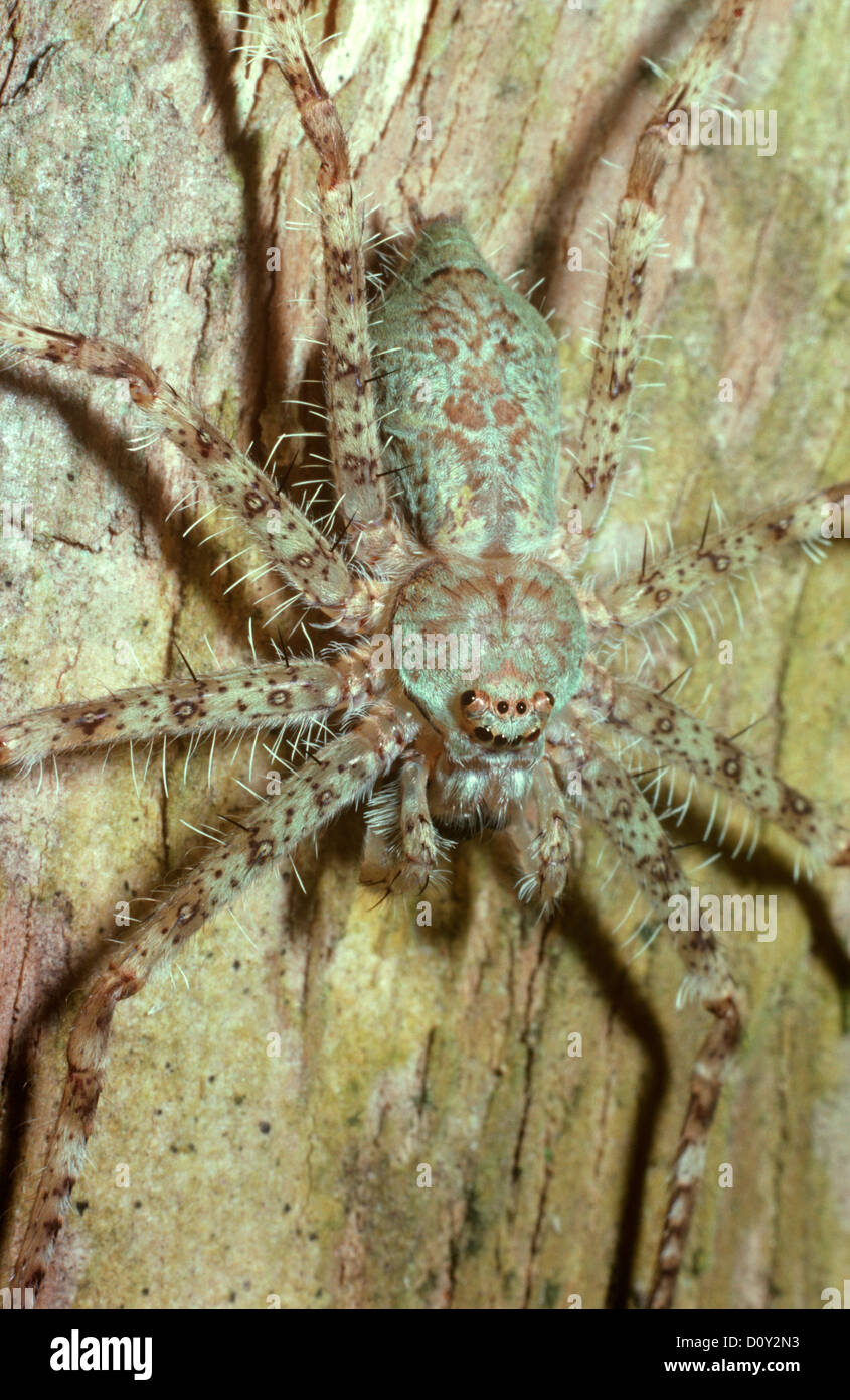 Forest huntsman spider (Pandercetes plumipes: Sparassidae) on a tree in ...