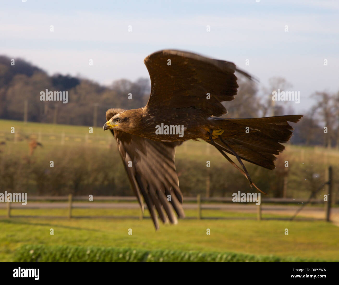 Bird of prey in flight hi-res stock photography and images - Alamy