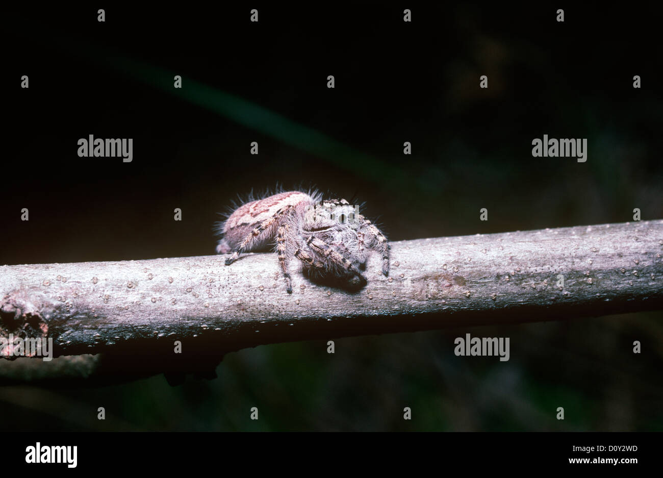 Salticid hi-res stock photography and images - Alamy