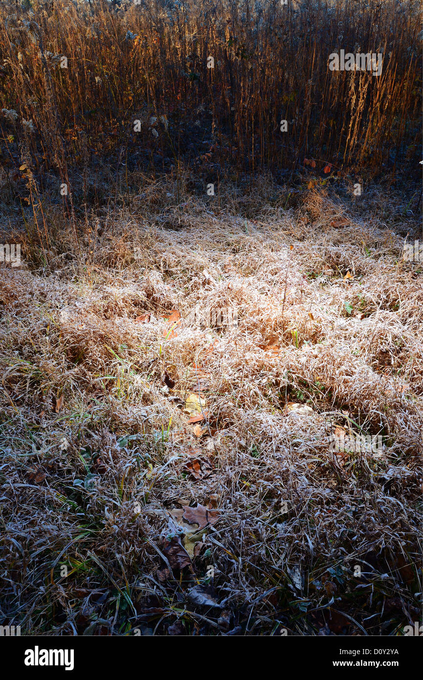 Frost On Grass & Weeds Stock Photo - Alamy