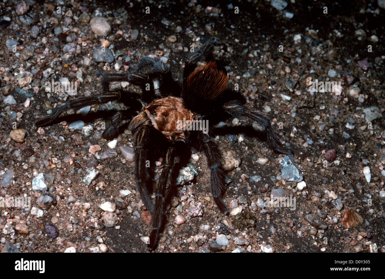 Tarantulas defense hi-res stock photography and images - Alamy