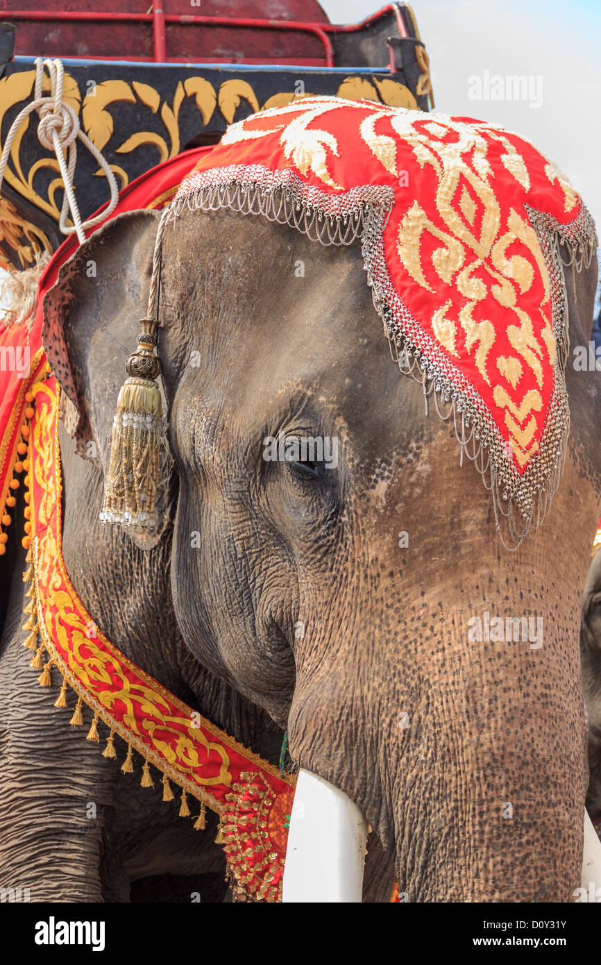 Thailand Elephant Photography