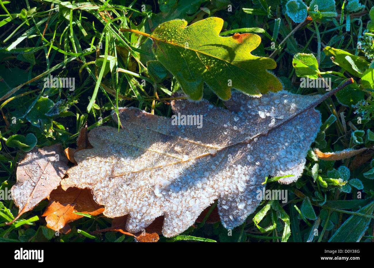 Dry oak leaf hi-res stock photography and images - Alamy