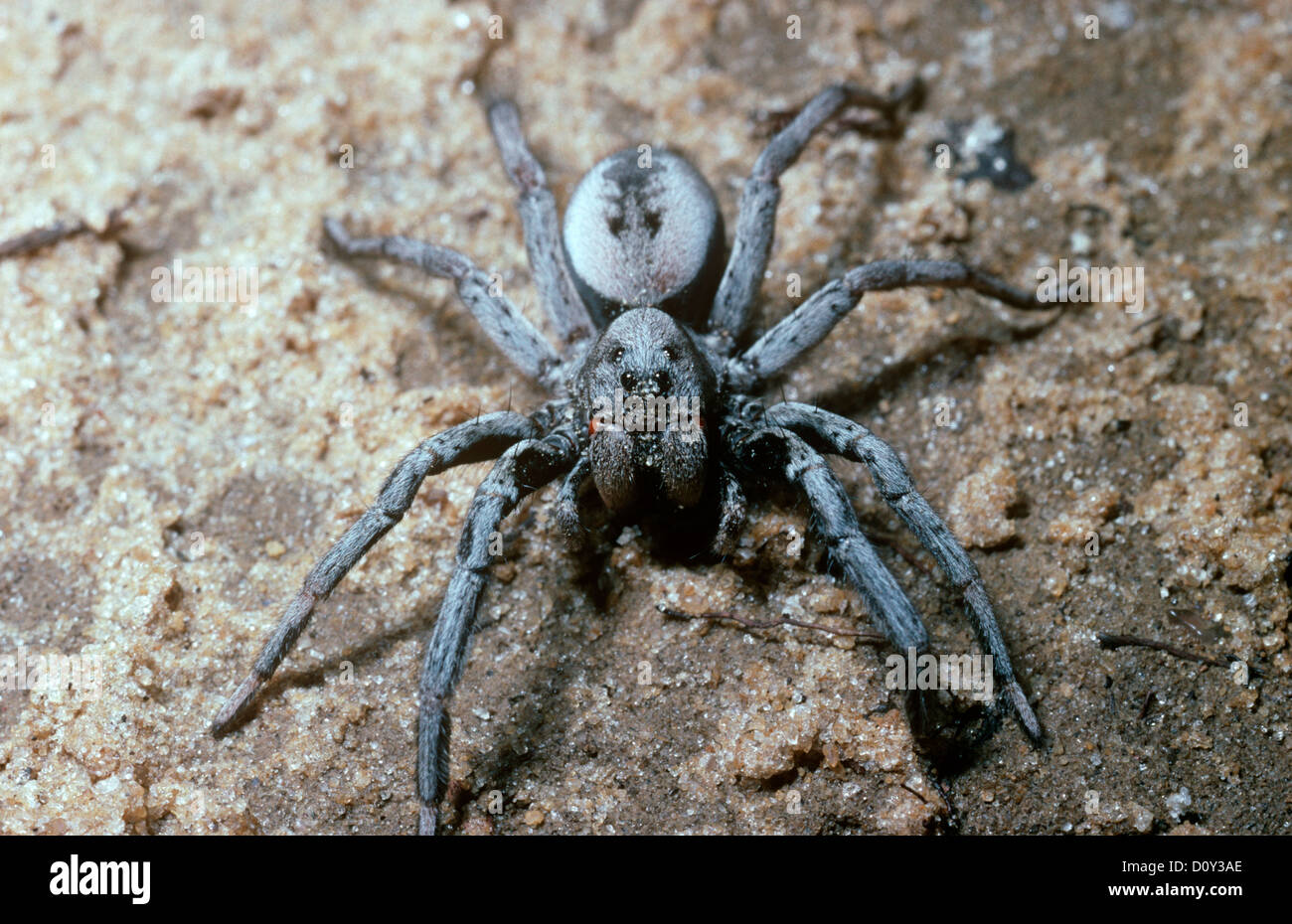 Burrowing wolf spider female (Geolycosa pikei: Lycosidae) outside her ...