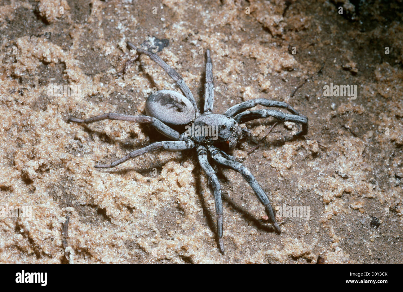 Burrowing wolf spider female (Geolycosa pikei: Lycosidae) outside her ...