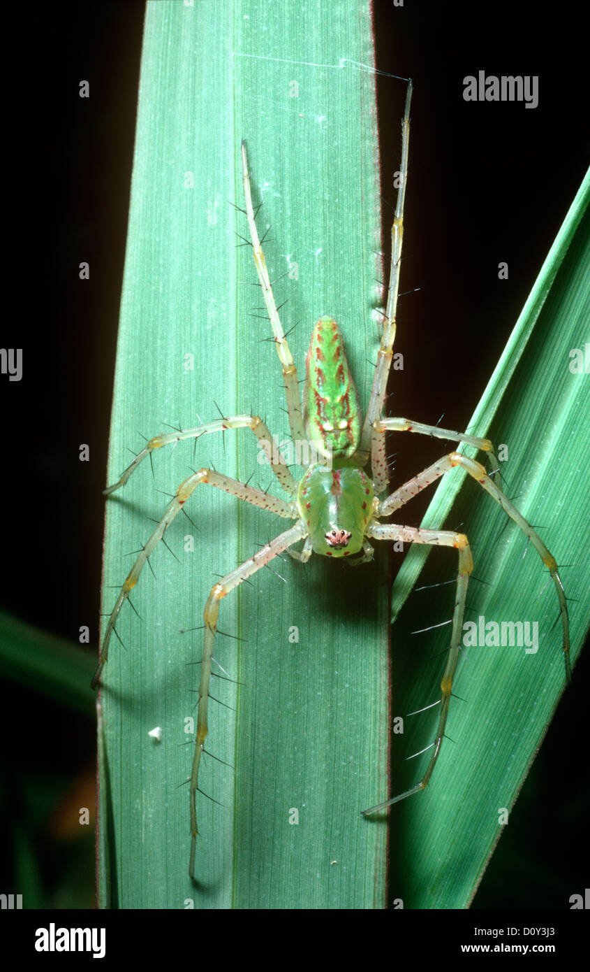Grass lynx spiders hi-res stock photography and images - Alamy