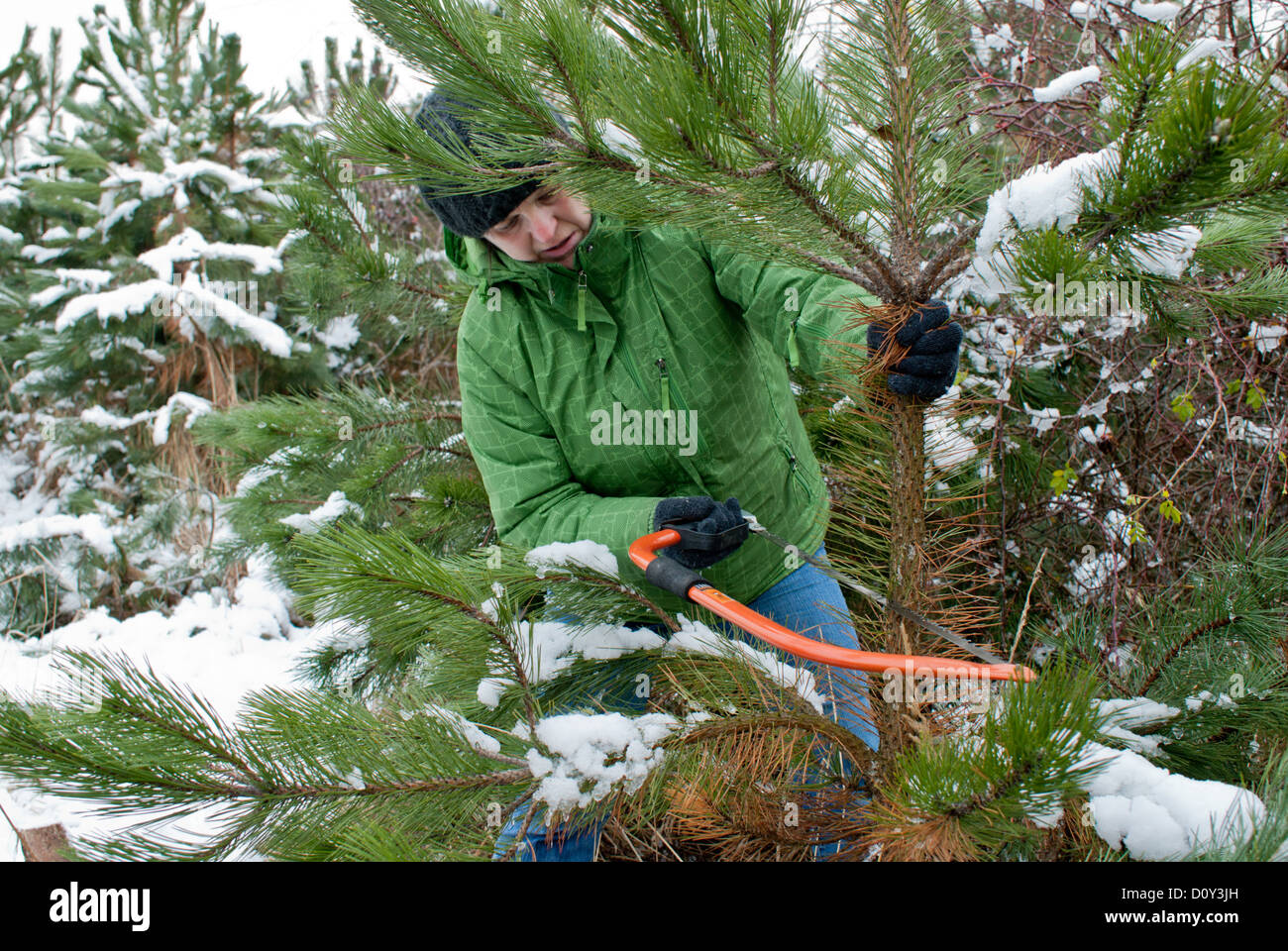 man steals a Christmas tree in the forest Stock Photo - Alamy