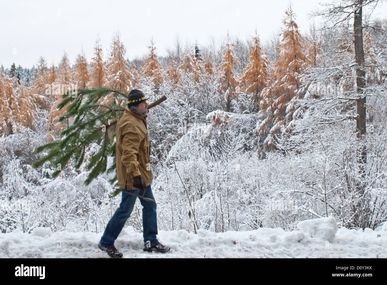 man steals a Christmas tree in the forest Stock Photo - Alamy