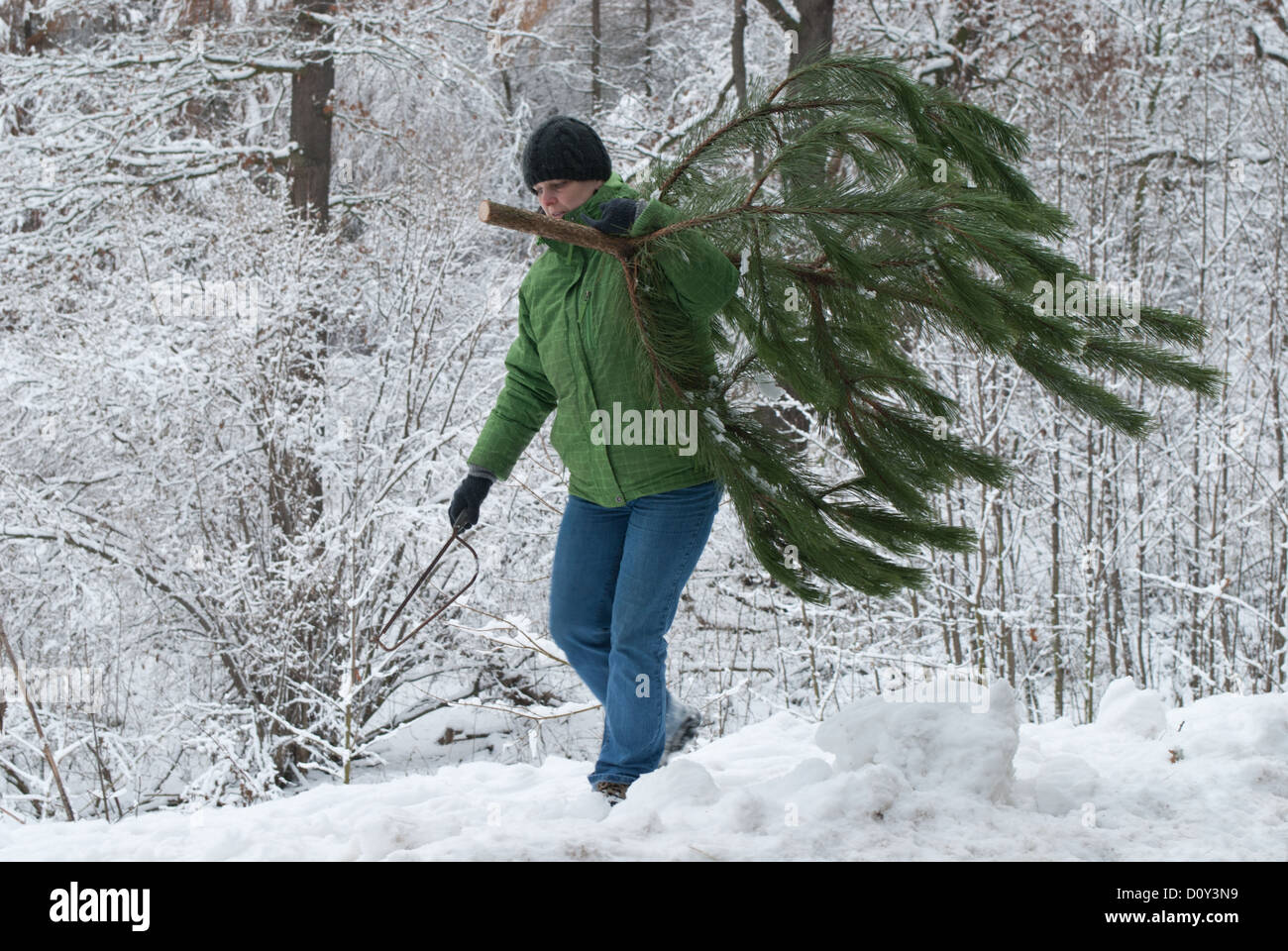 man steals a Christmas tree in the forest Stock Photo - Alamy